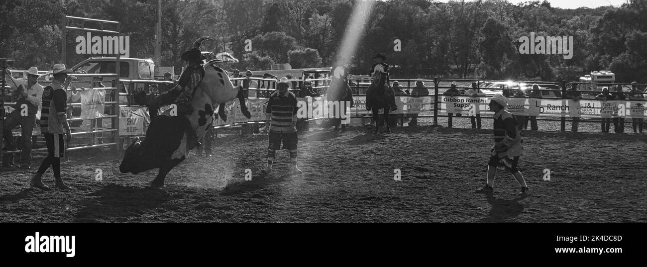 Cowboy riding a bull in a rodeo Stock Photo - Alamy