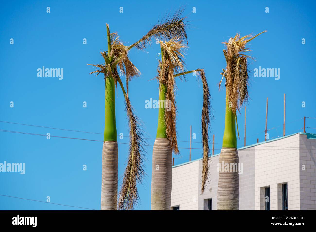 Hurricane palm trees destroyed hi-res stock photography and images - Alamy