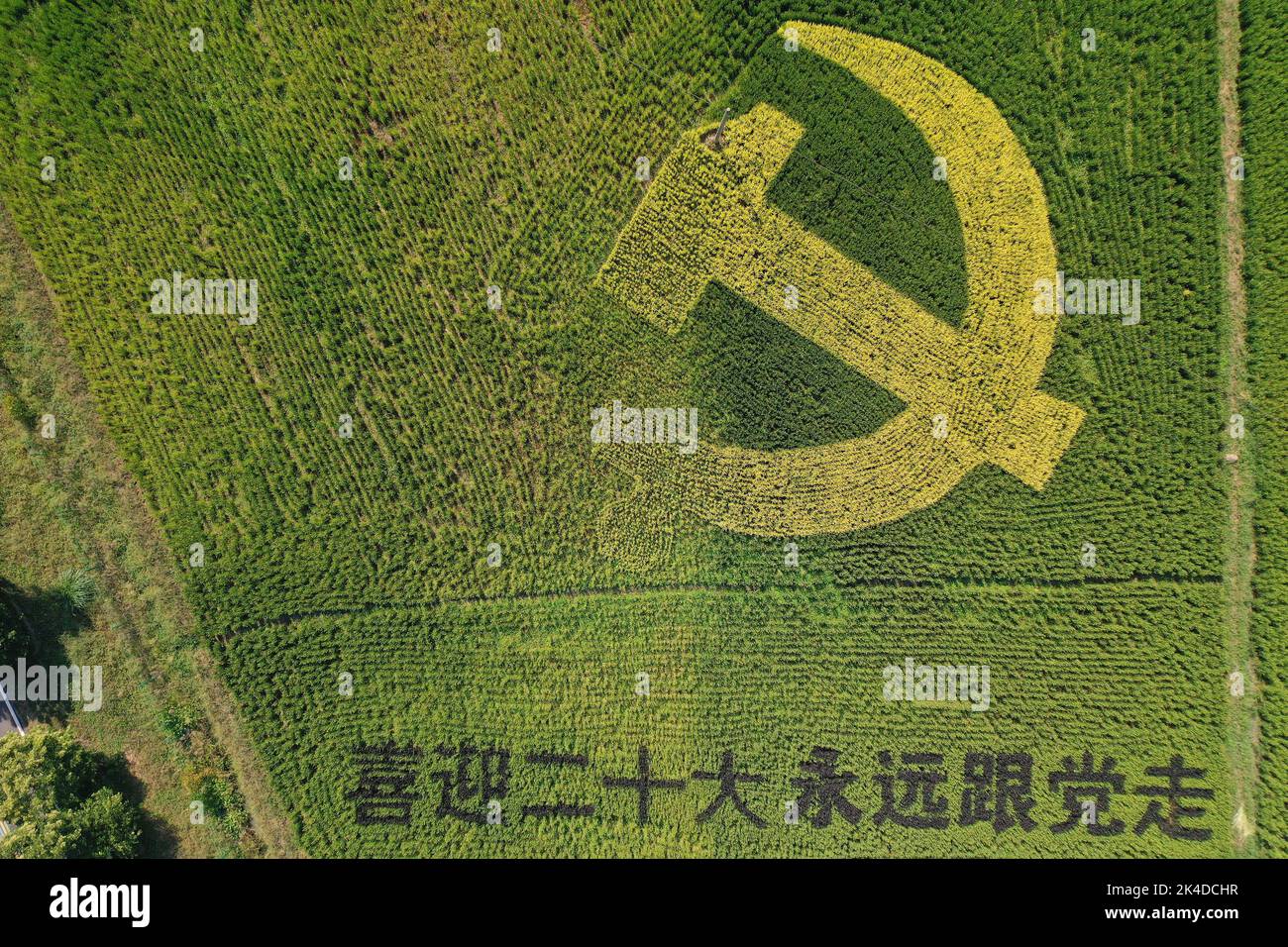 ZHENJIANG, CHINA - OTOBER 2, 2022 - An aerial photo shows a paddy ...