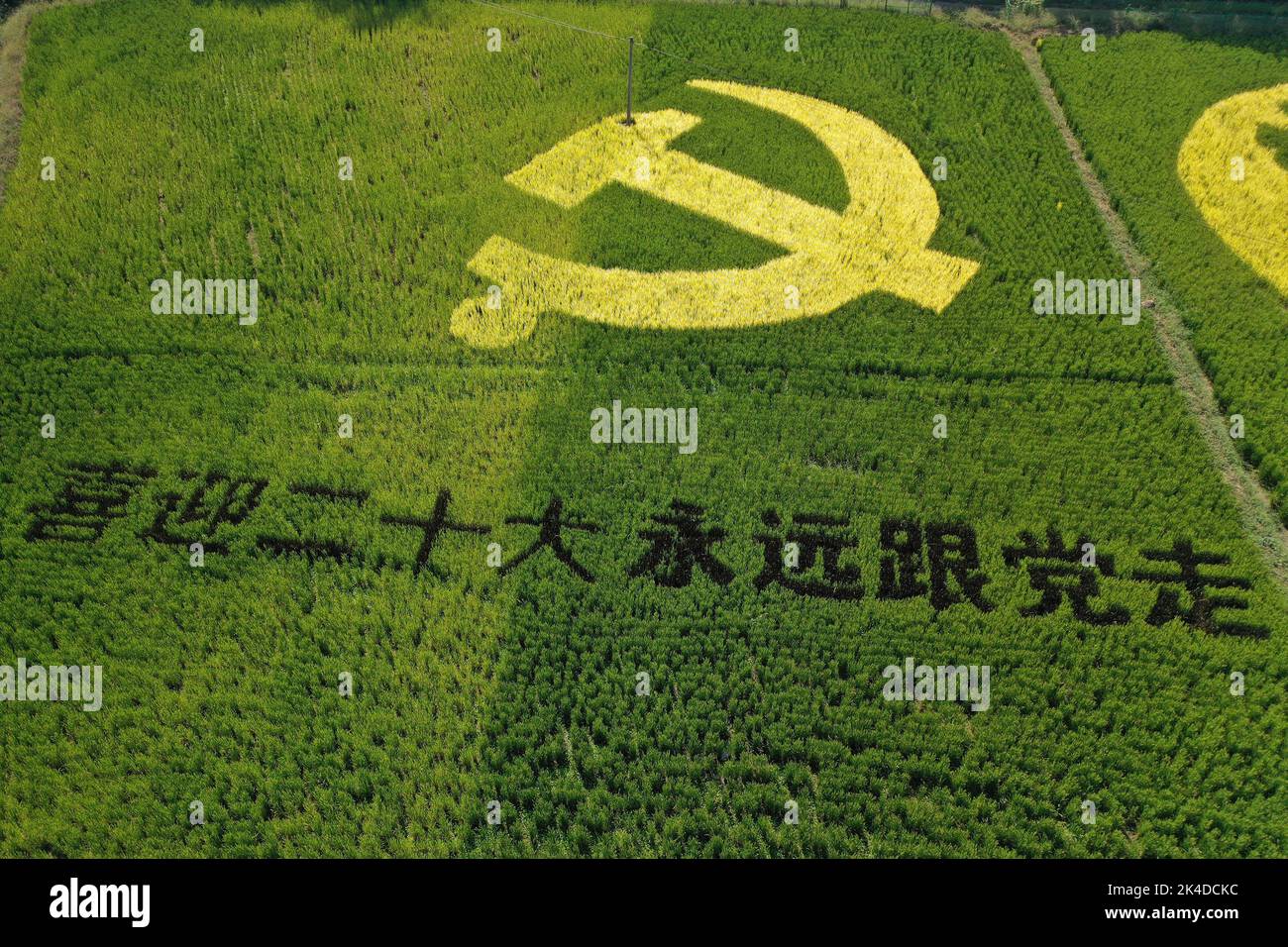 ZHENJIANG, CHINA - OTOBER 2, 2022 - An aerial photo shows a paddy ...