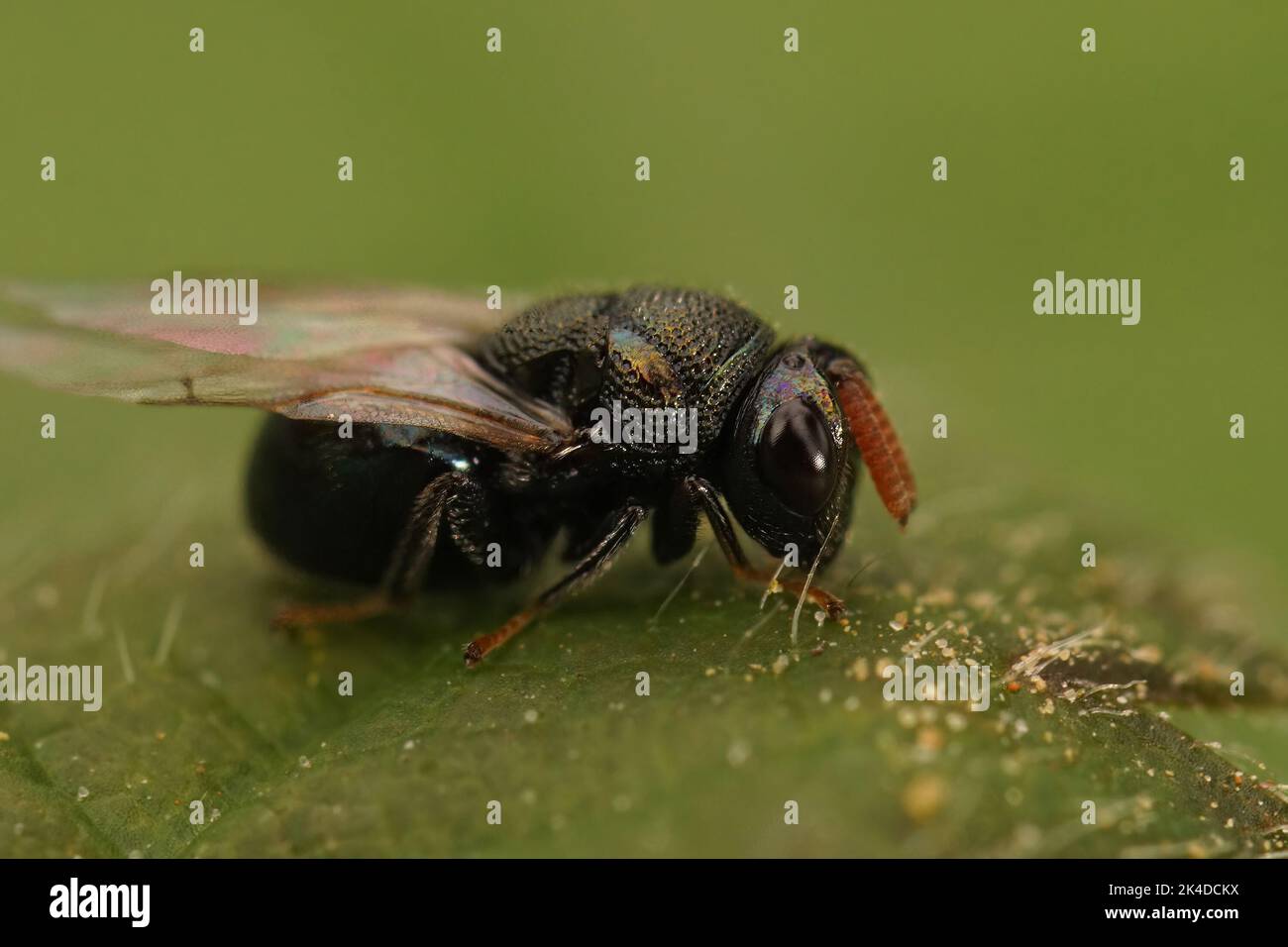 Detailed closeup on the small metalic green plant parasite wasp ...
