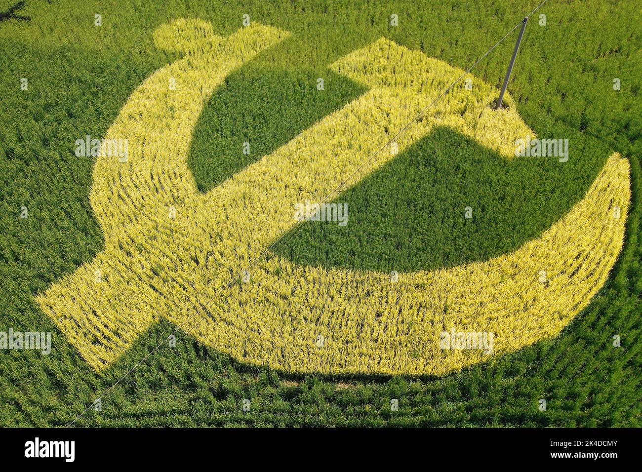 ZHENJIANG, CHINA - OTOBER 2, 2022 - An aerial photo shows a paddy ...