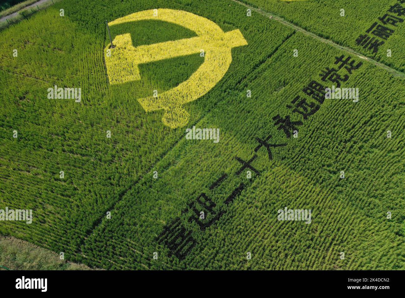 ZHENJIANG, CHINA - OTOBER 2, 2022 - An aerial photo shows a paddy ...