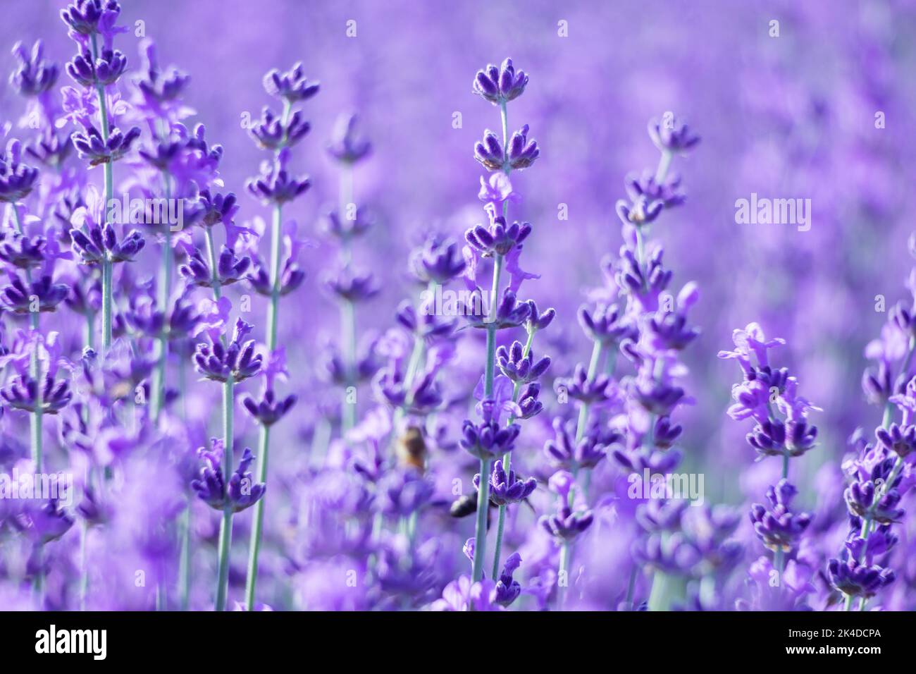 Lavender flower background with beautiful purple colors and bokeh ...