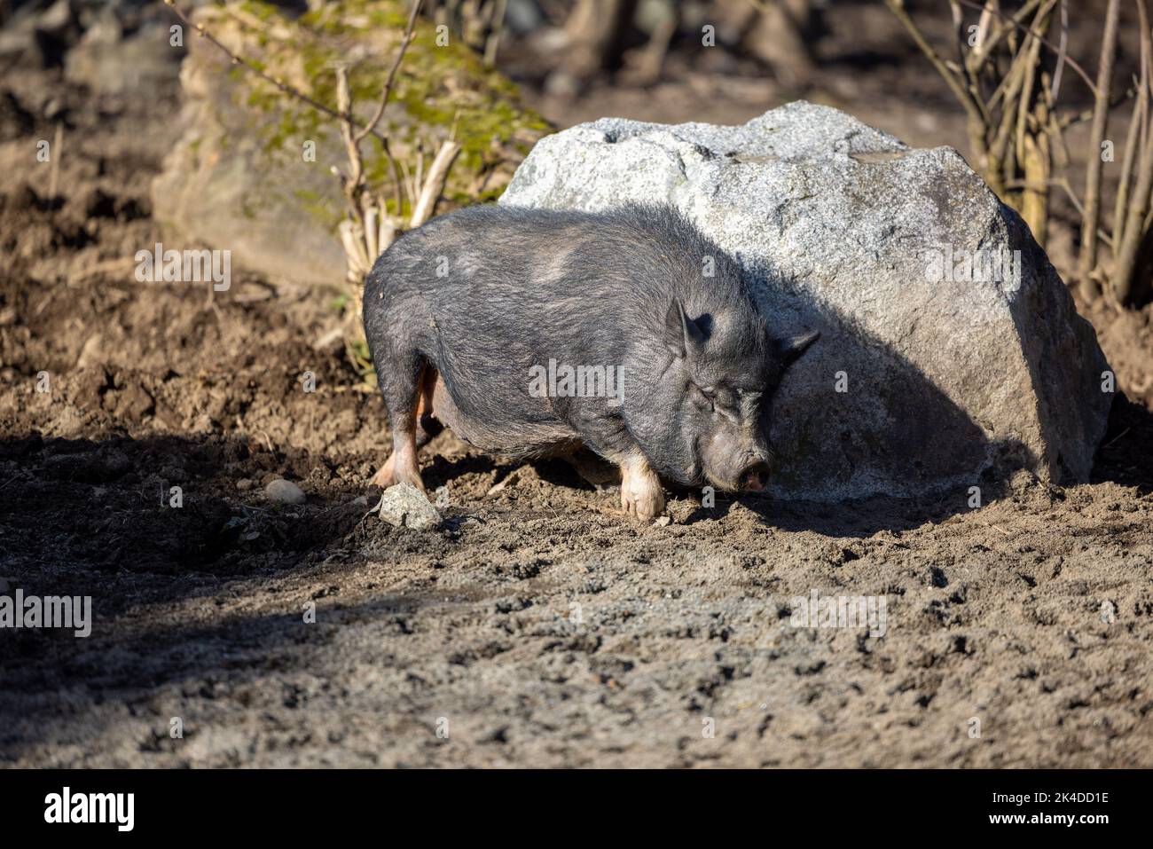 The pygmy hog (Porcula salvania) in the zoo Stock Photo - Alamy