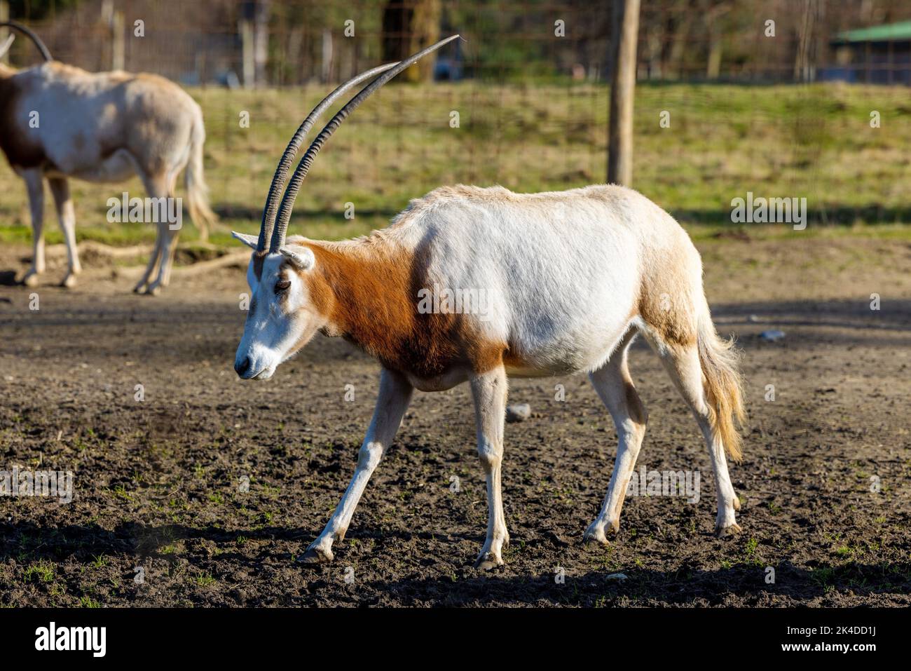 The scimitar oryx (Oryx dammah), also known as the scimitar-horned oryx ...