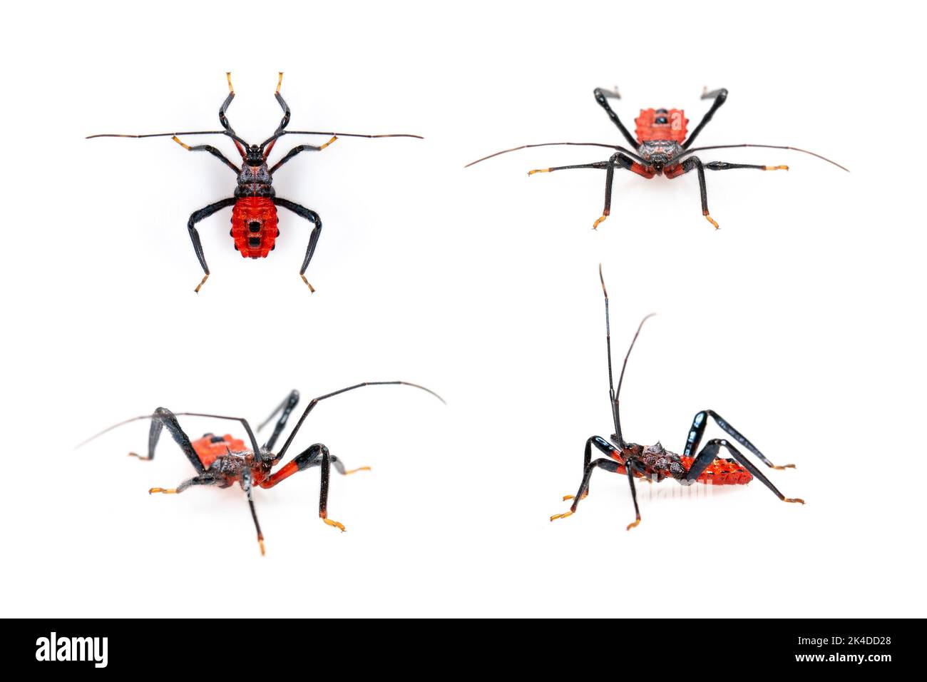 Group of red assassin bug isolated on white background. Animal. Insect ...