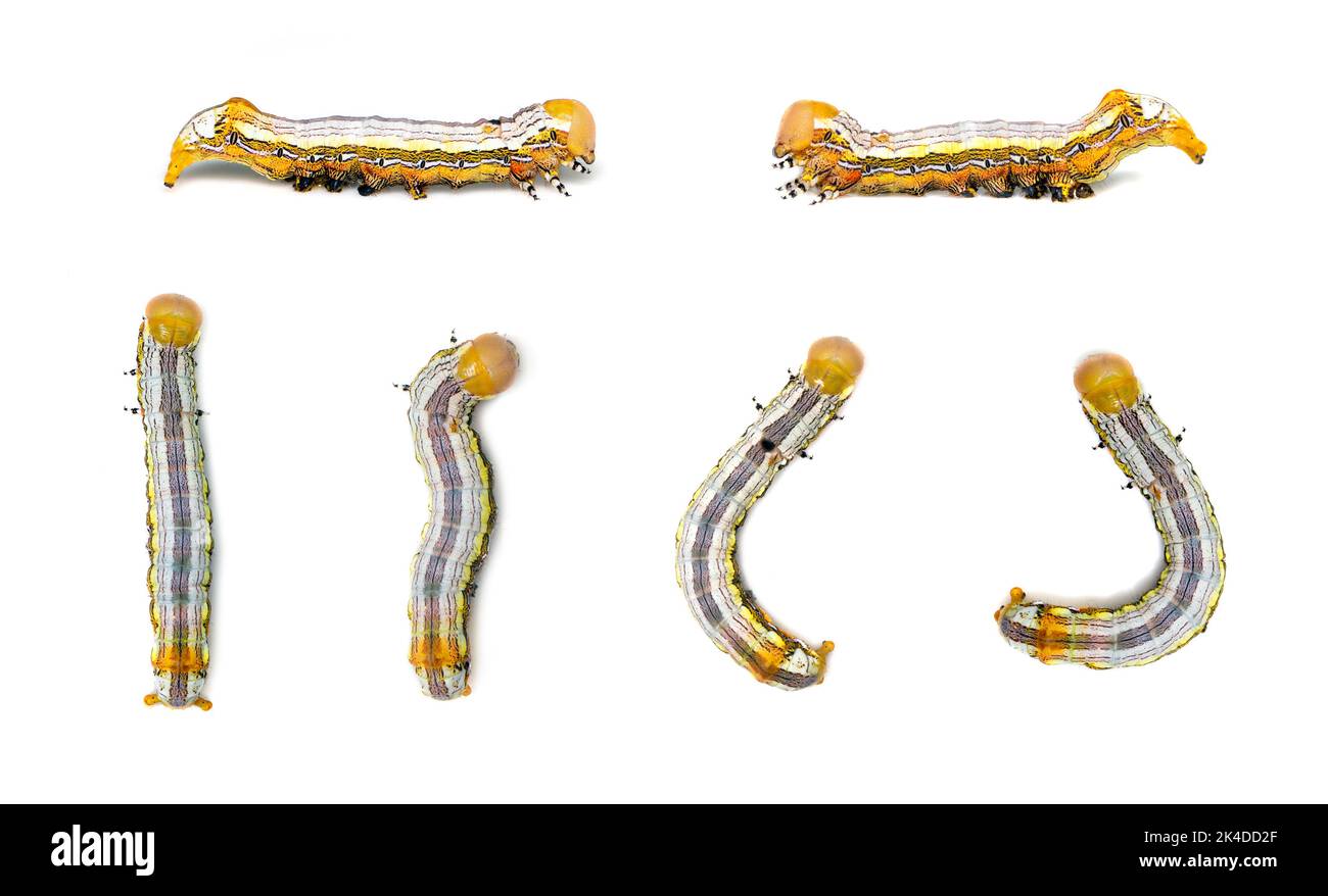Group of yellow-headed butterfly caterpillars isolated on white ...