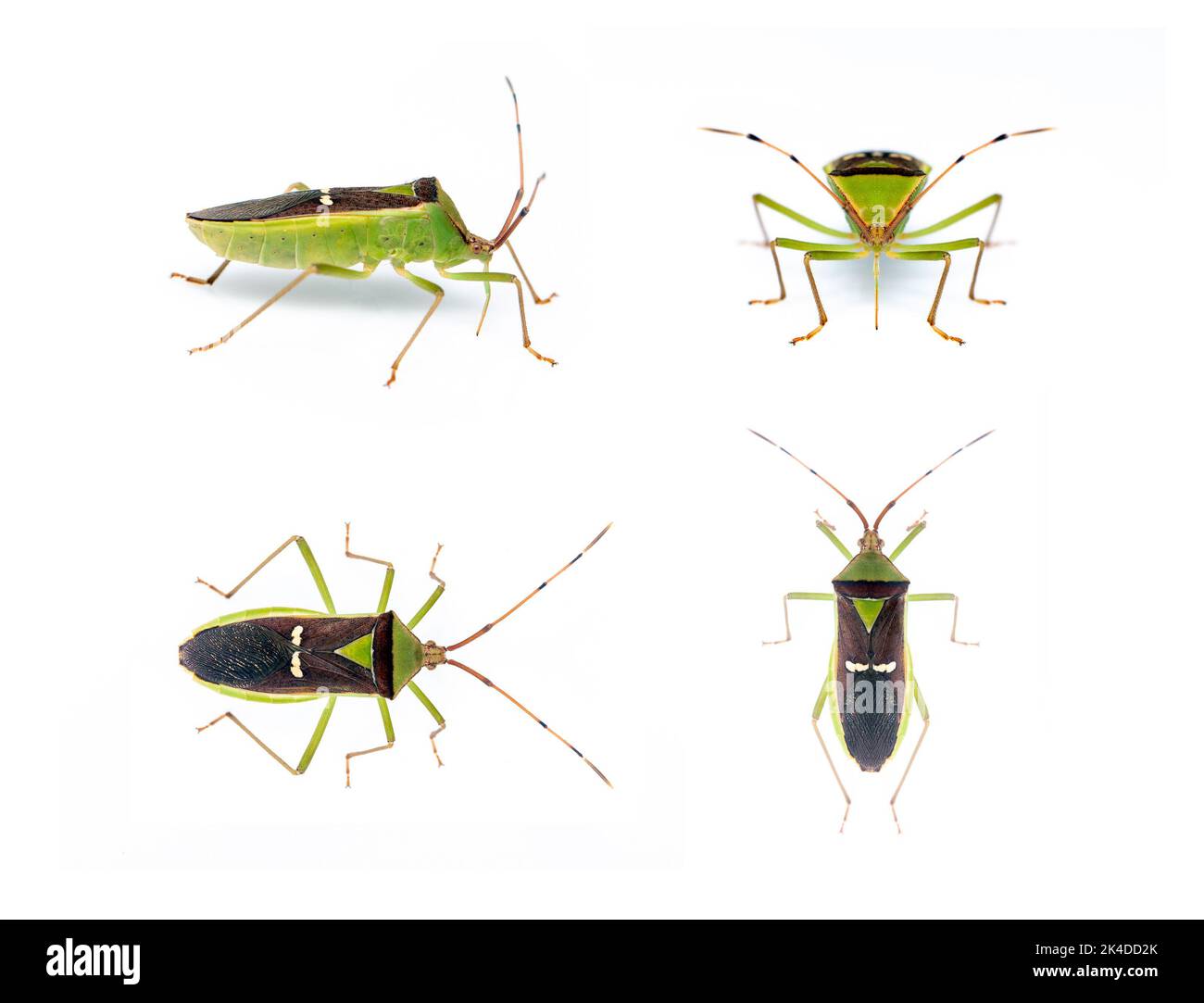 Group of green legume pod bug(Hemiptera) isolated on white background ...