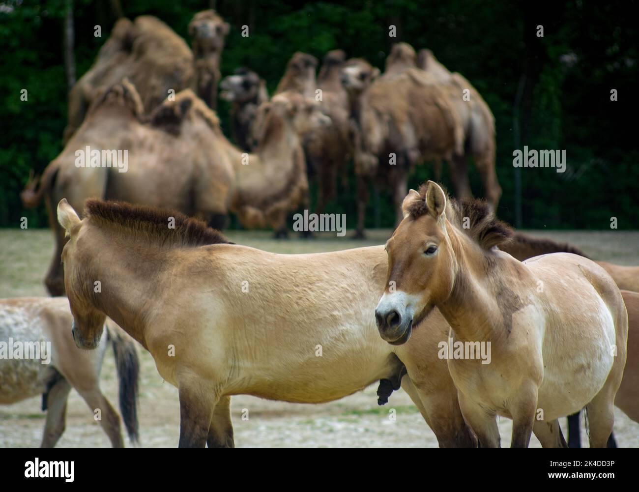 A shallow focus shot of Przewalski's wild horses (Equus ferus ...