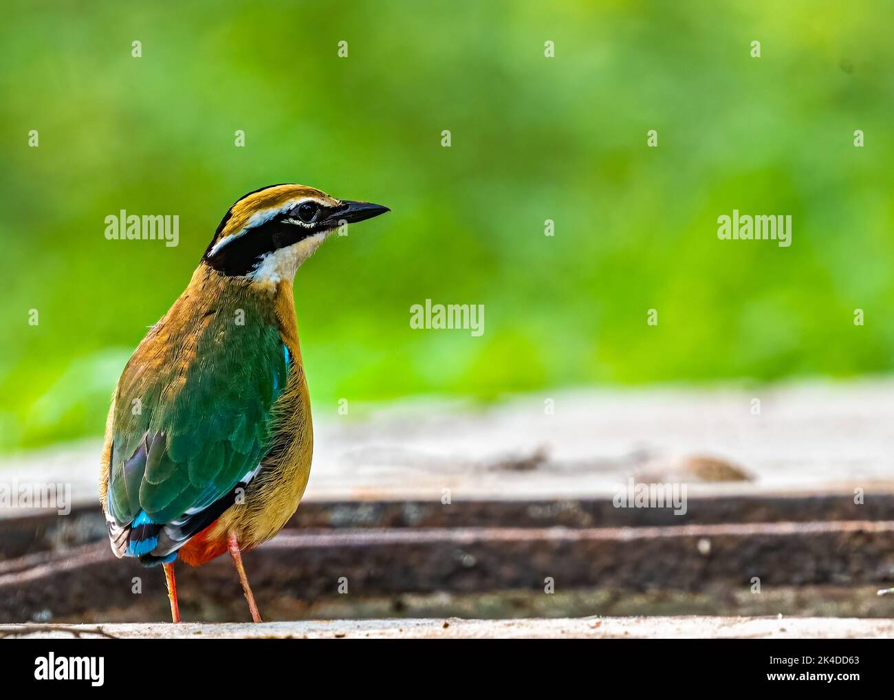 Indian pitta bird hi-res stock photography and images - Alamy