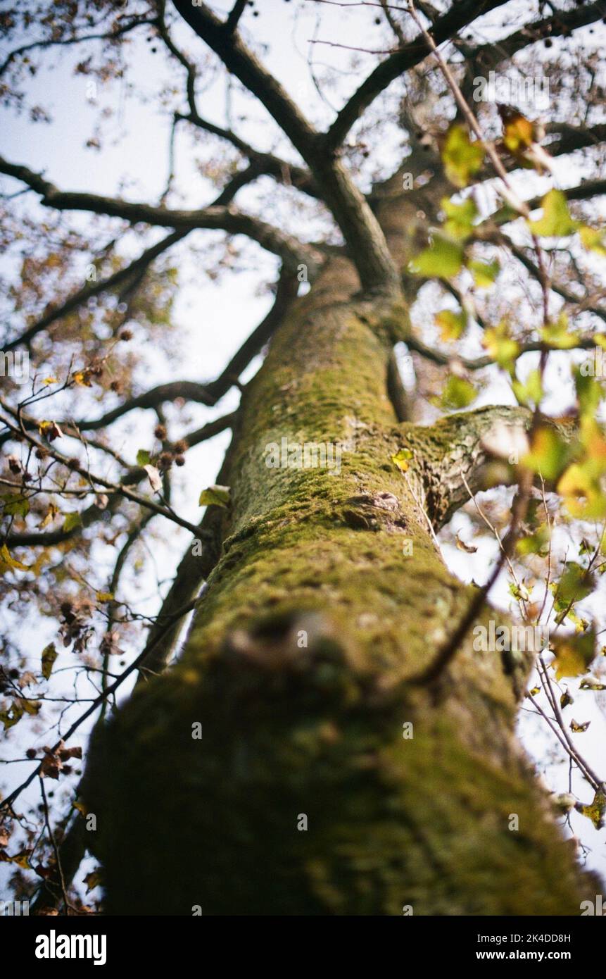 A vertical low angle shot of a mossy tree trunk Stock Photo - Alamy