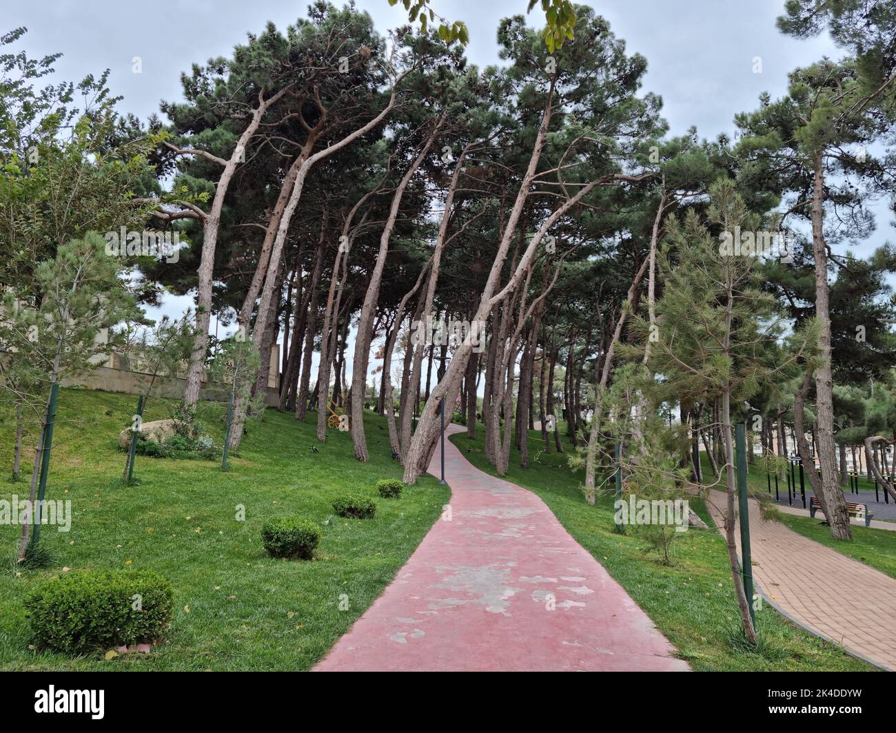 A road through a park with green lawn and tall trees Stock Photo - Alamy
