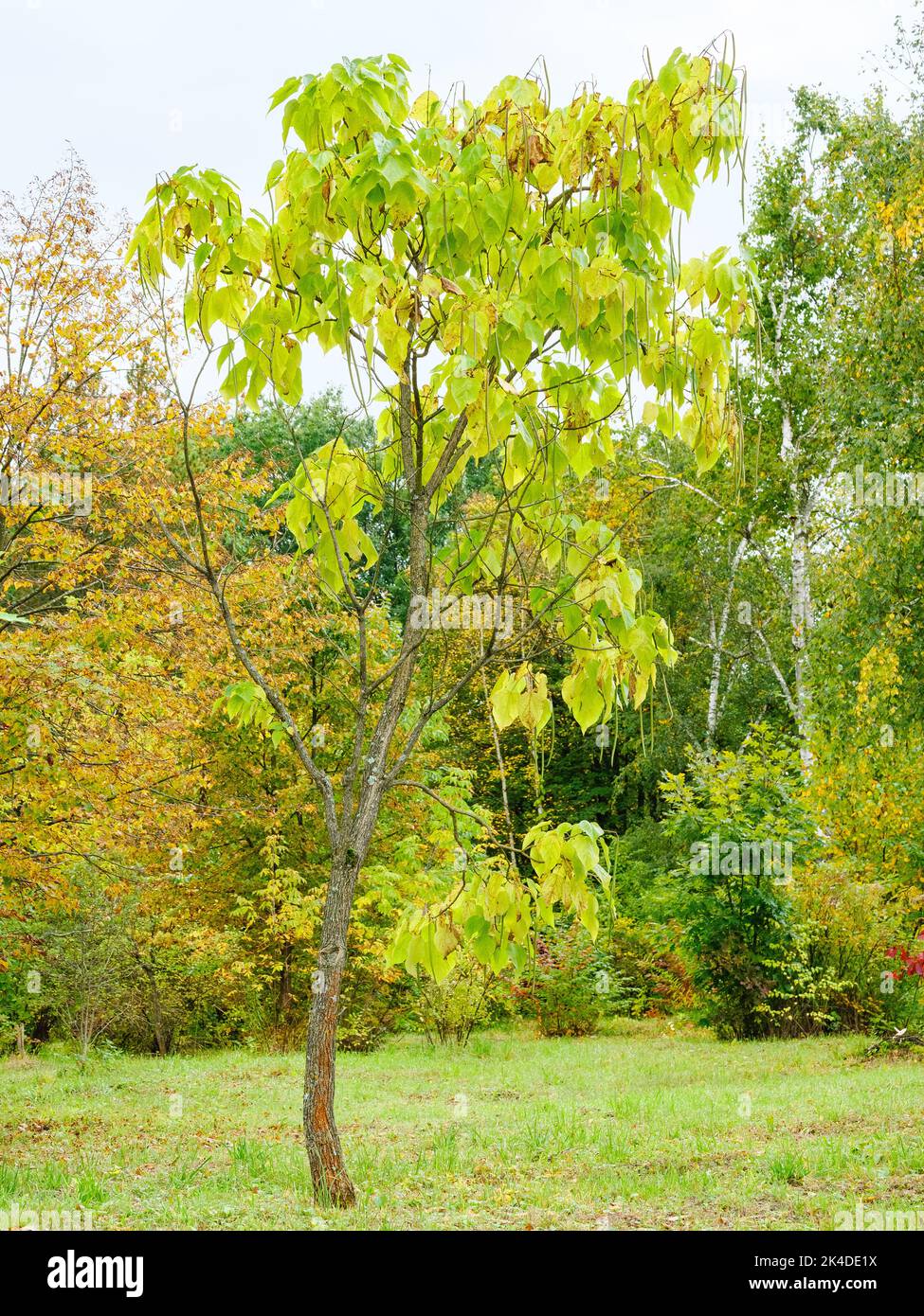 Catalpa tree foliage leaves hi-res stock photography and images - Alamy