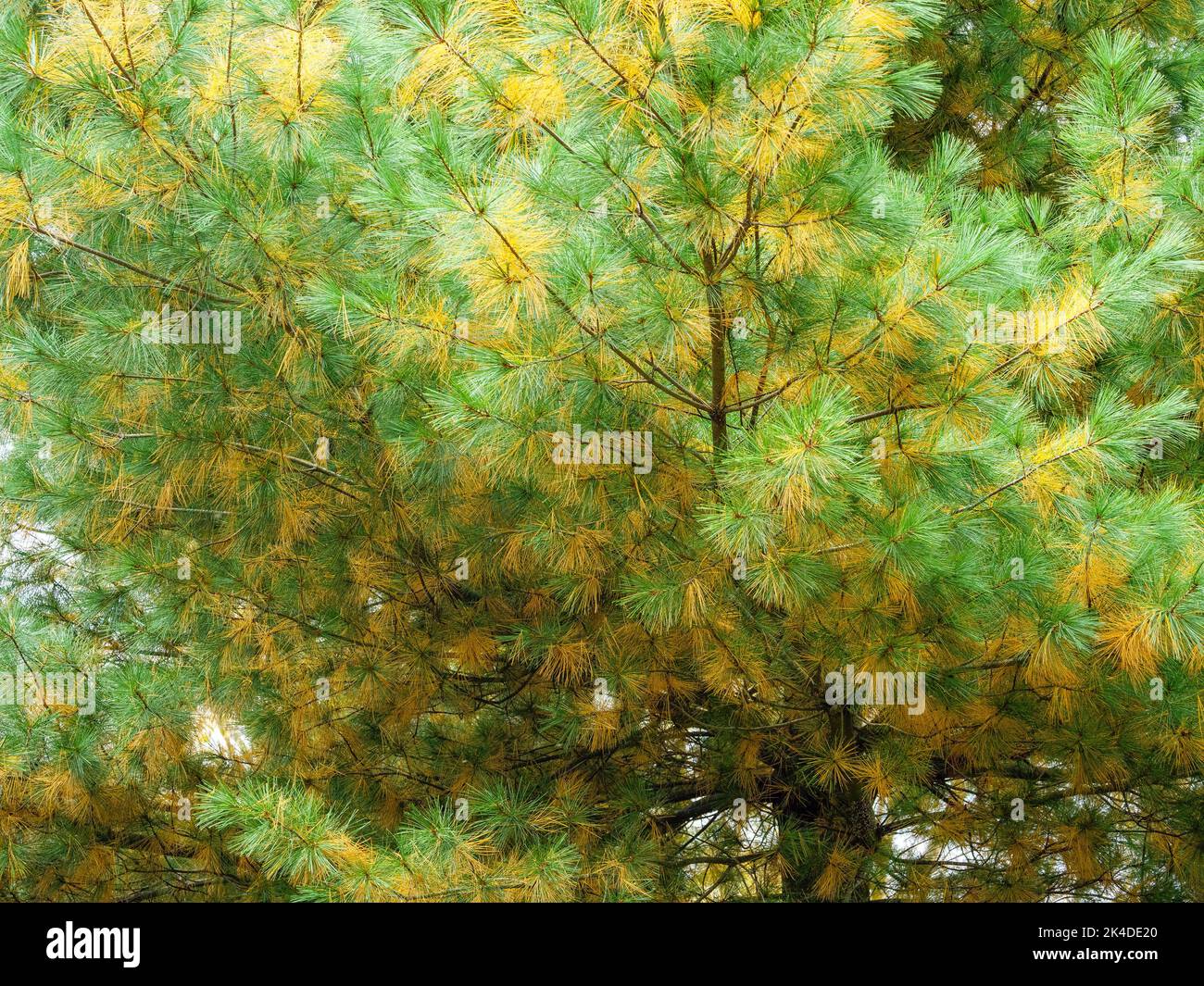 The branches of a conifer with long yellow and green needles Stock ...