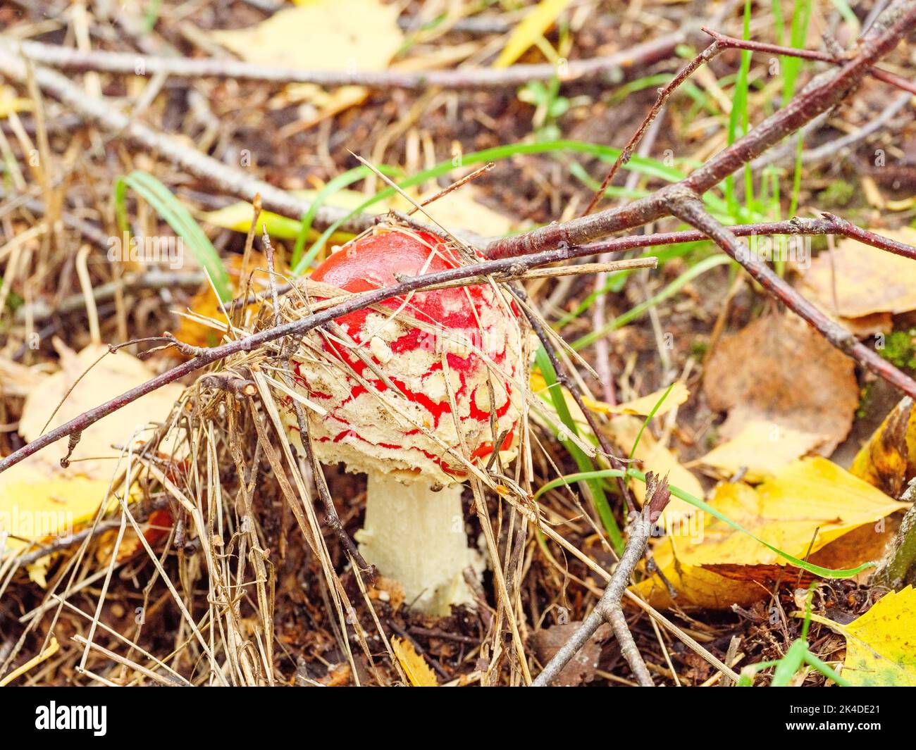 A red fly agaric in the grass among the twigs and leaves Stock Photo ...