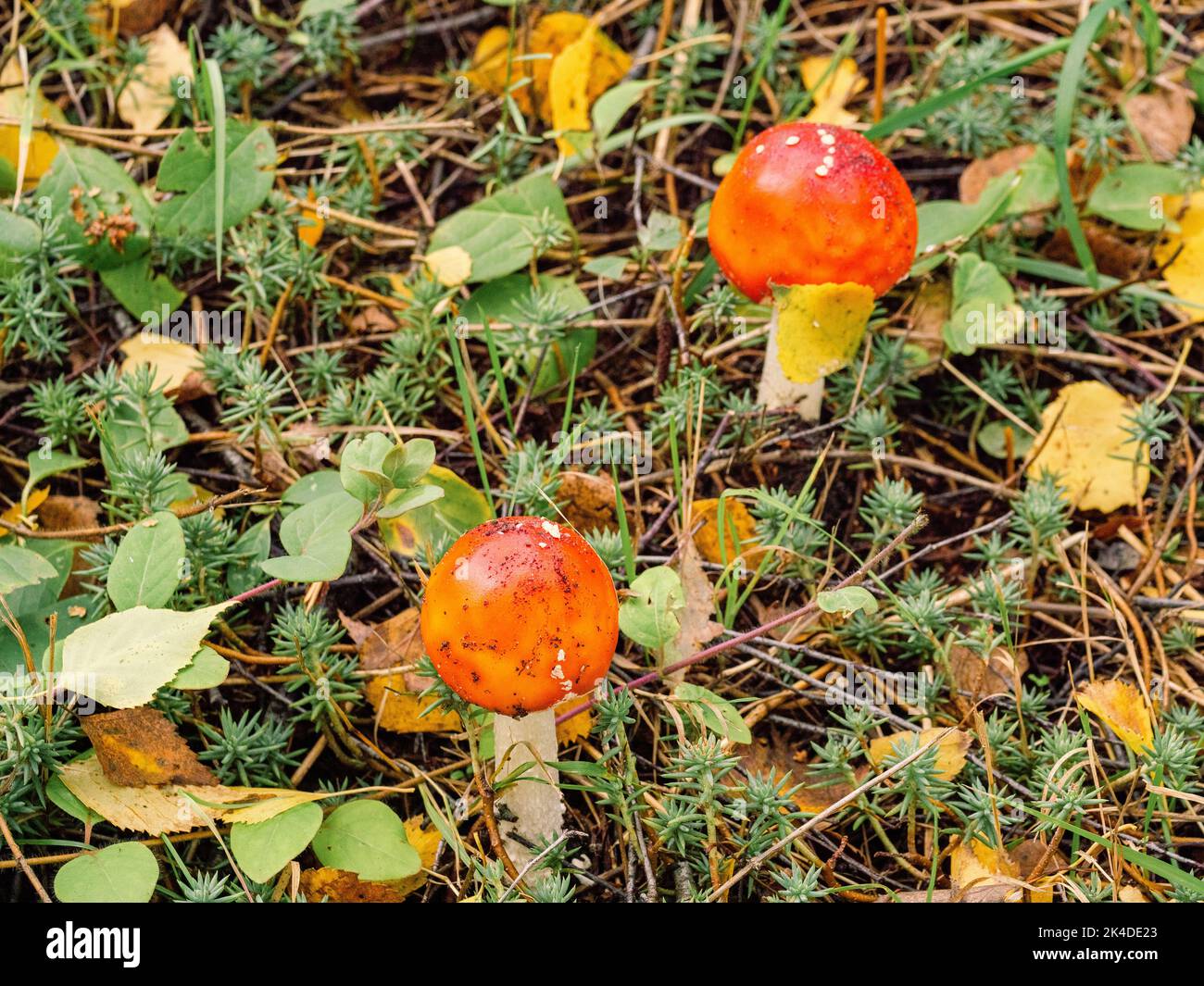 Red fly agaric in the grass among the leaves and pine needles Stock ...