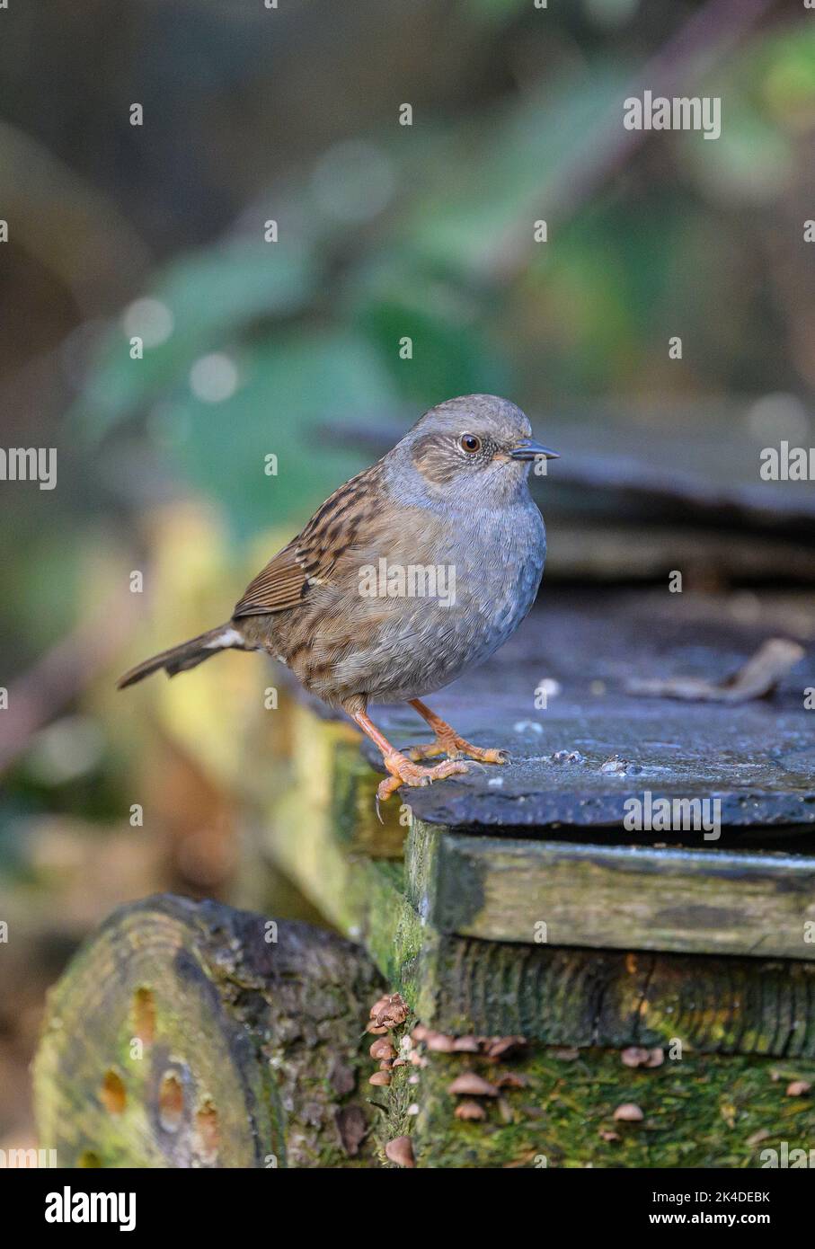 Dunnock bird feeder hi-res stock photography and images - Alamy