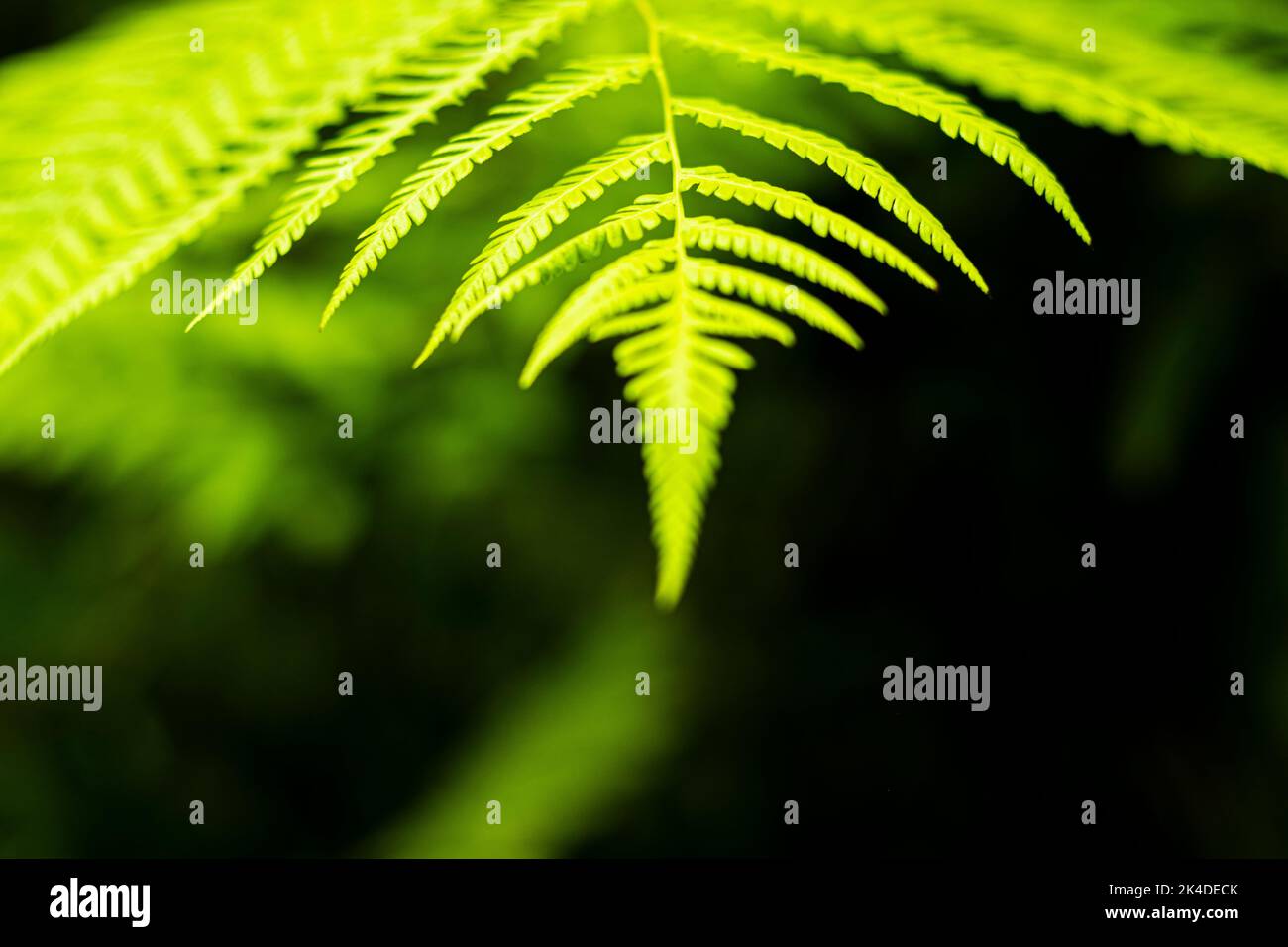 Elegant tree ferns hi-res stock photography and images - Alamy