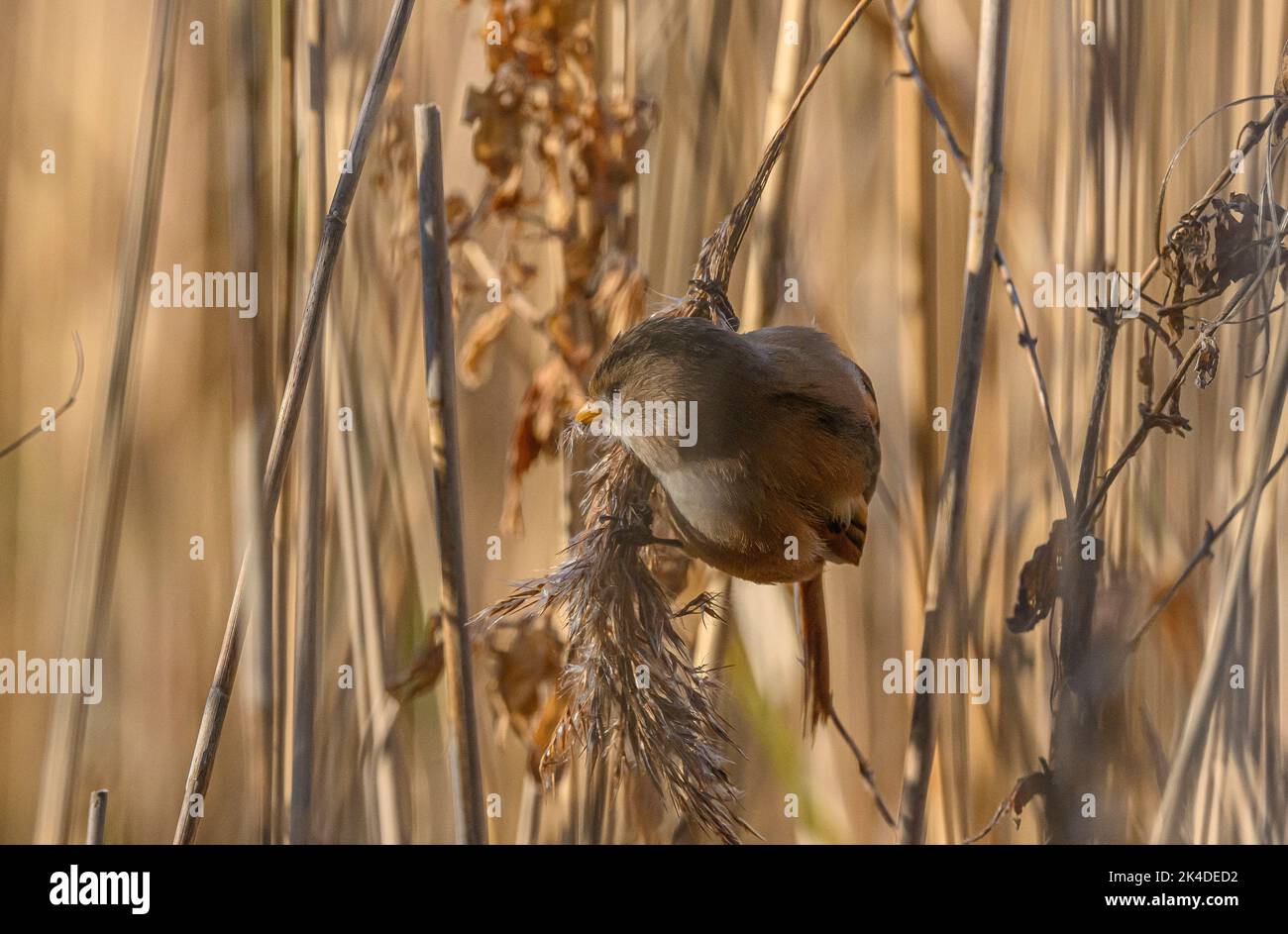 Female Bearded Reedling, Panurus biarmicus, feeding on reed seed-heads ...