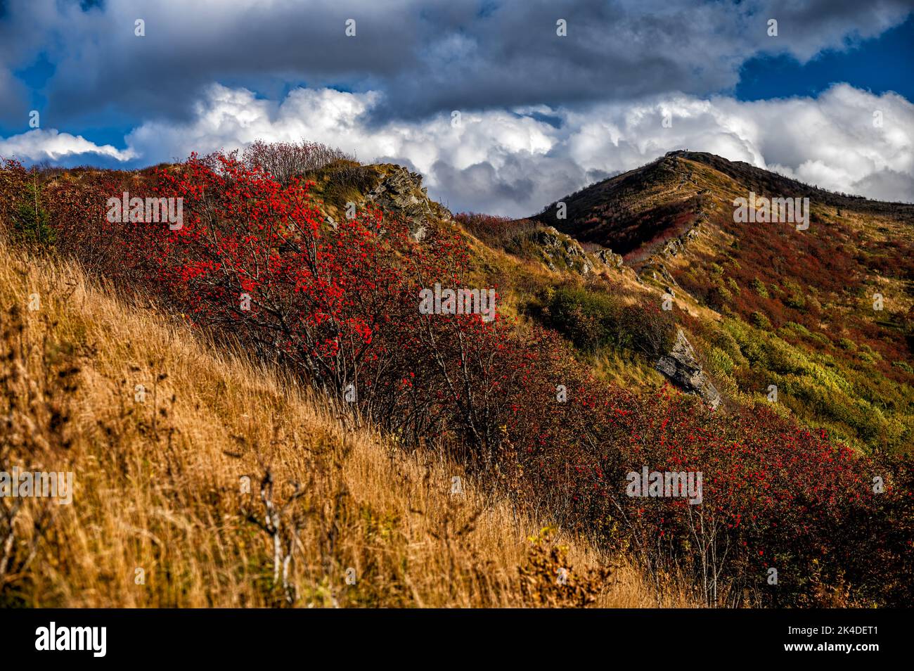 The palette of autumn colors in the mountains. Bukowe Berdo, Bieszczady ...