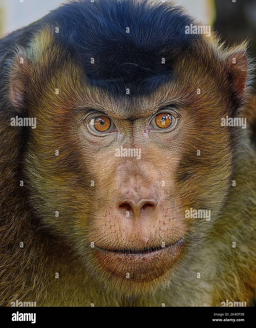 monkey activity the park Stock Photo - Alamy