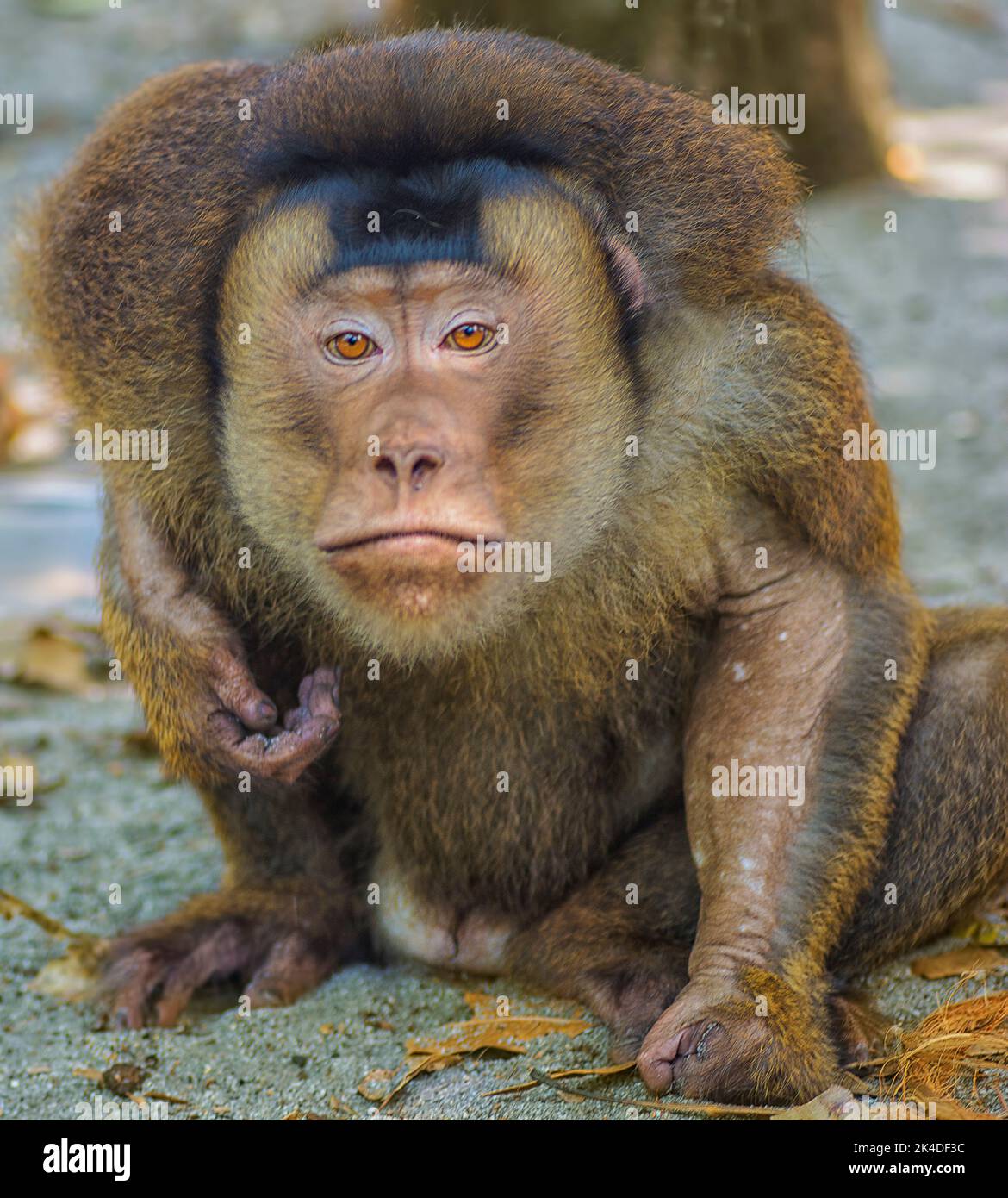 monkey activity the park Stock Photo - Alamy