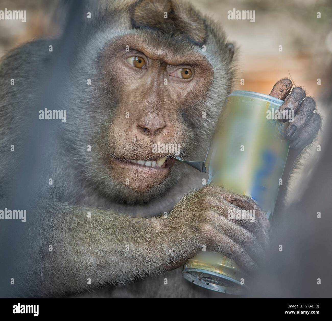 monkey activity the park Stock Photo - Alamy