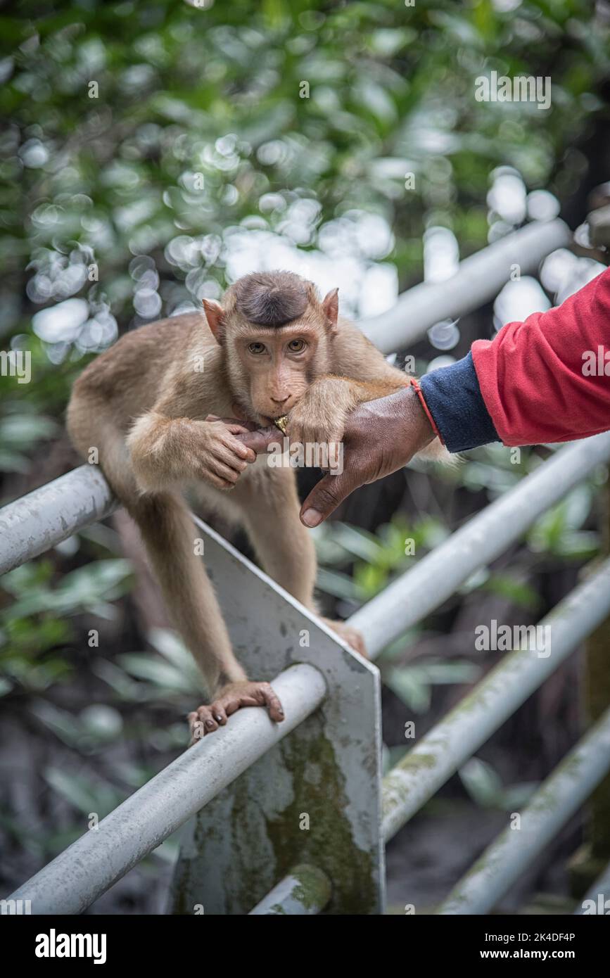 monkey activity the park Stock Photo - Alamy