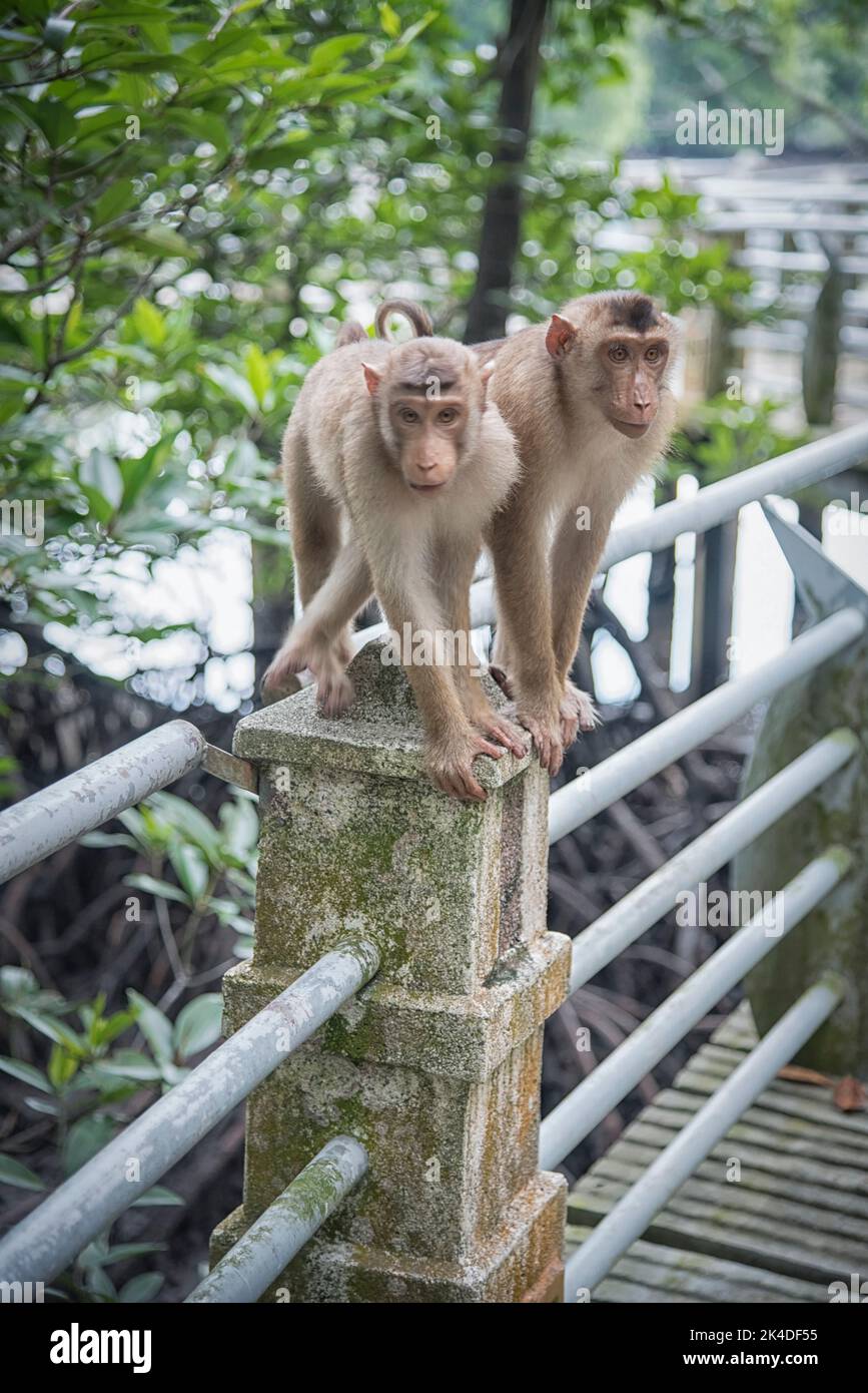 monkey activity the park Stock Photo - Alamy