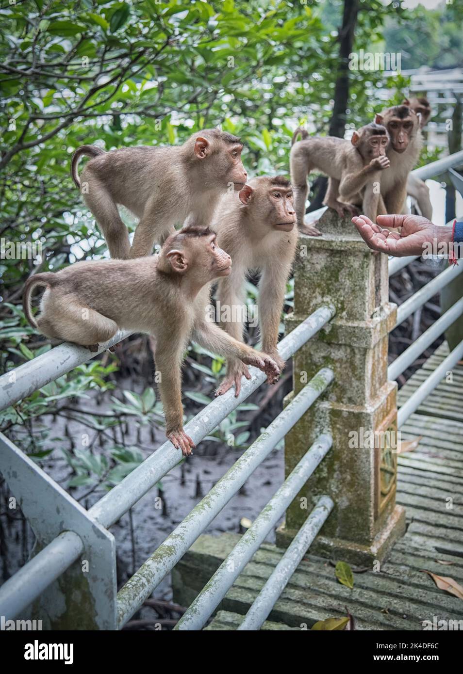 Monkey activity hi-res stock photography and images - Alamy