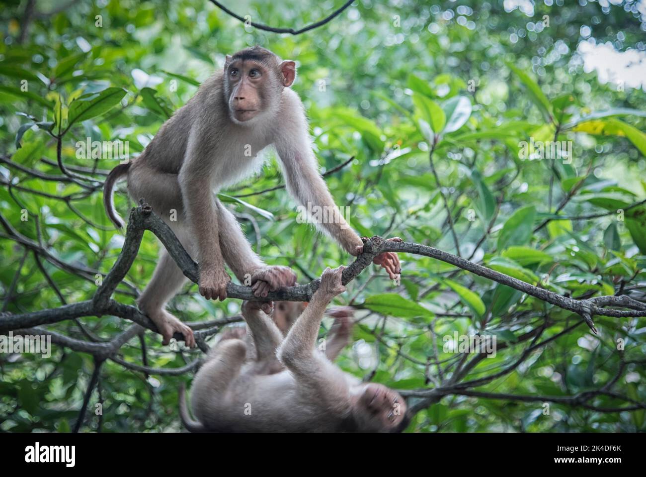 monkey activity the park Stock Photo - Alamy