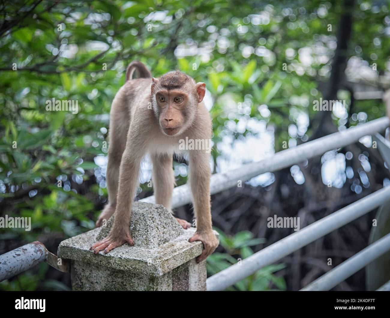 monkey activity the park Stock Photo - Alamy