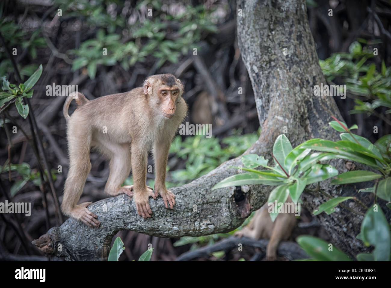 monkey activity the park Stock Photo - Alamy