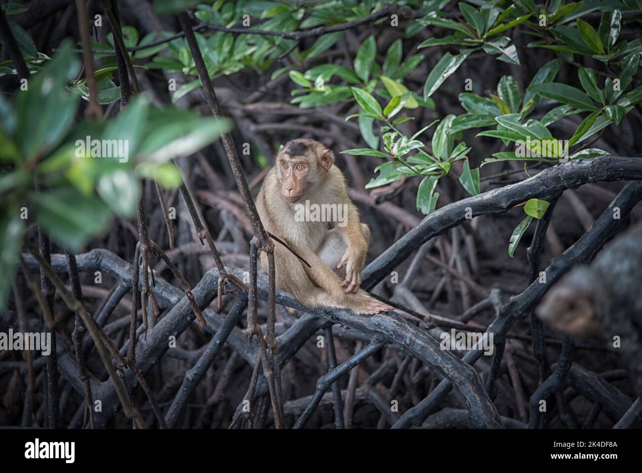 monkey activity the park Stock Photo - Alamy