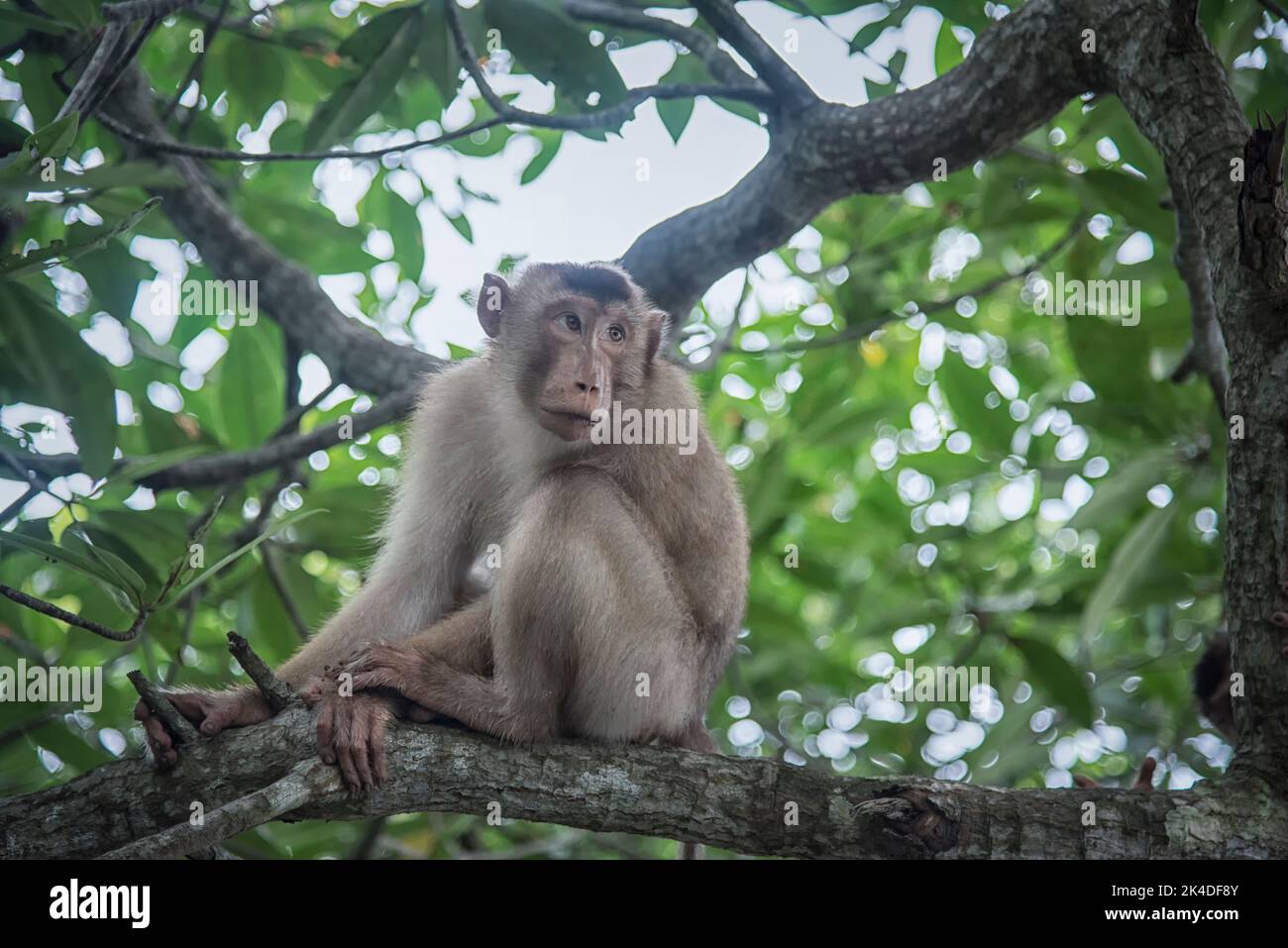 monkey activity the park Stock Photo - Alamy