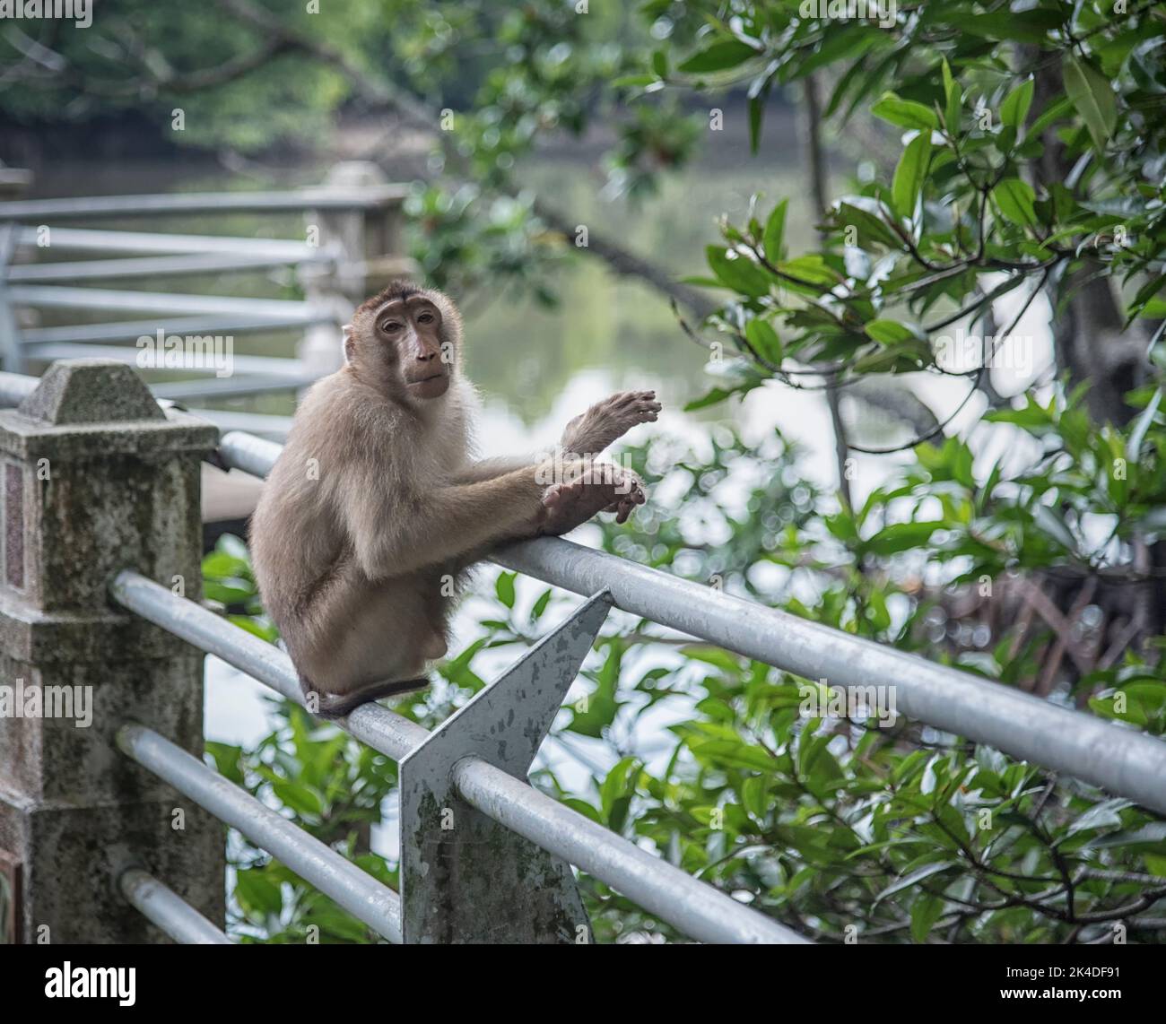 Monkey activity hi-res stock photography and images - Alamy