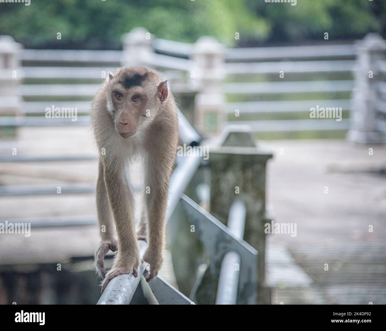 monkey activity the park Stock Photo - Alamy