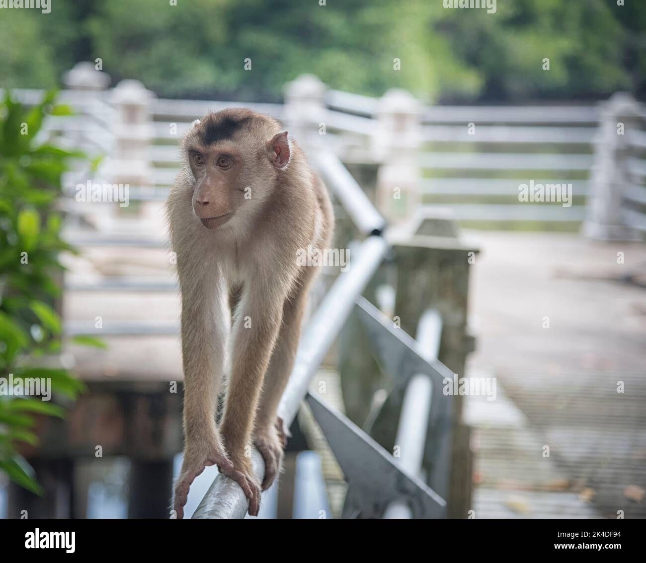 monkey activity the park Stock Photo - Alamy