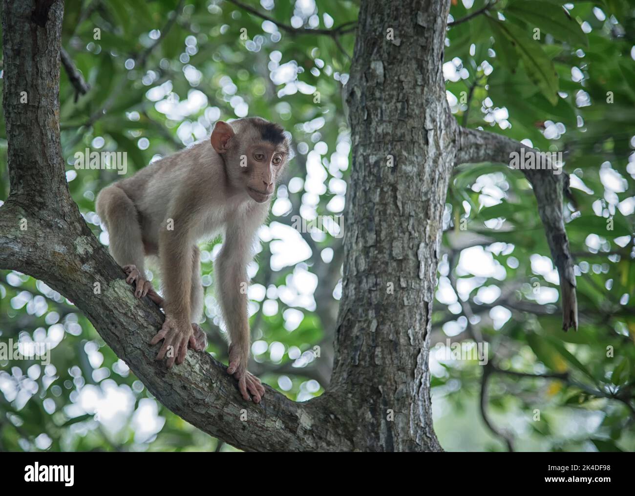 monkey activity the park Stock Photo - Alamy