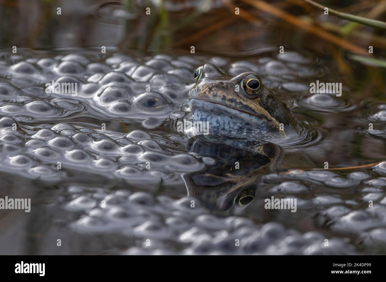 Common frog, Rana temporaria, in breeding pond amongst frogspawn. Early spring Stock Photo - Alamy