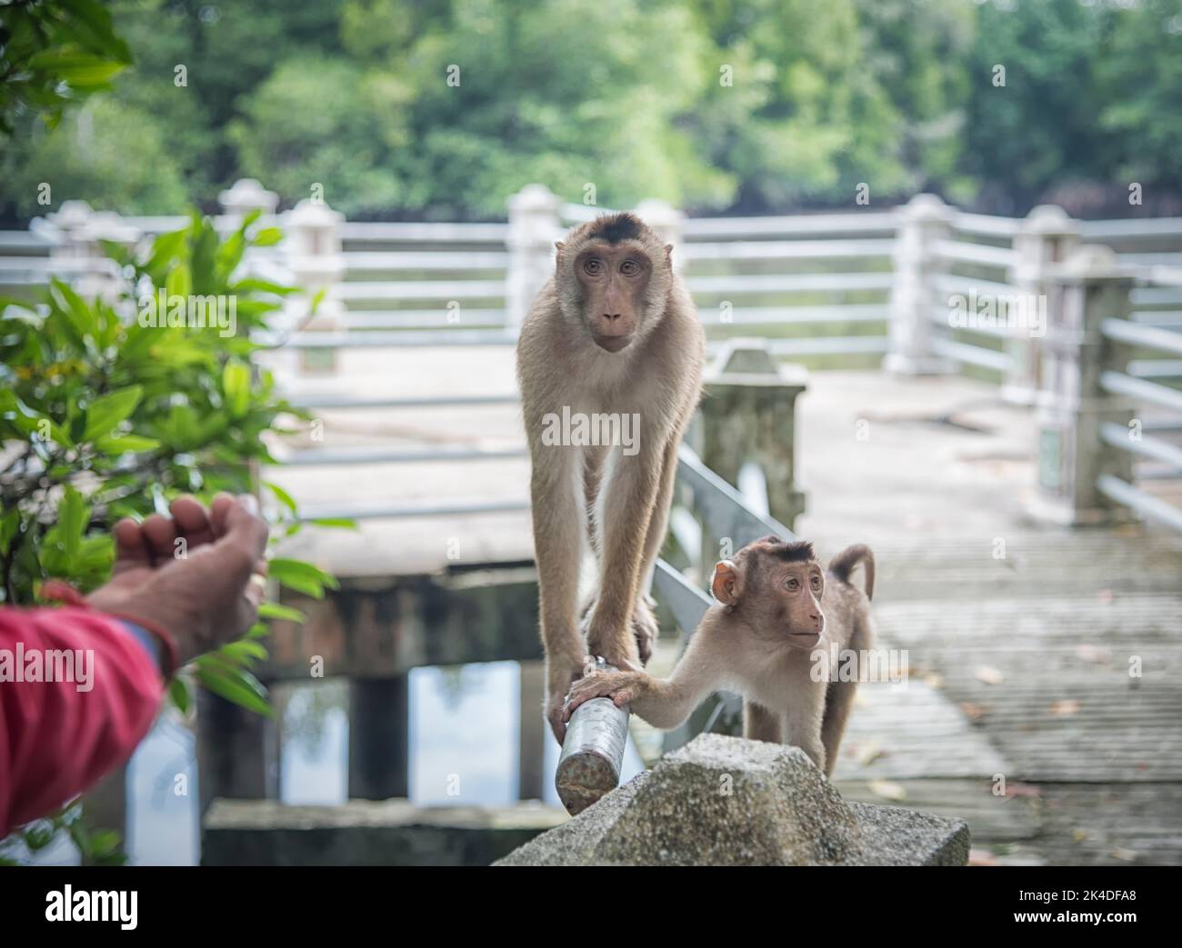 monkey activity the park Stock Photo - Alamy