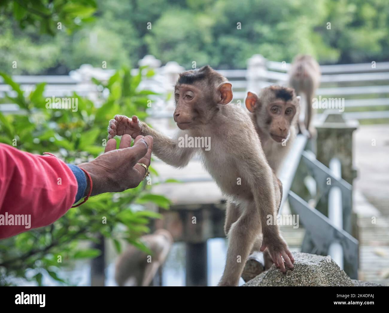 monkey activity the park Stock Photo - Alamy