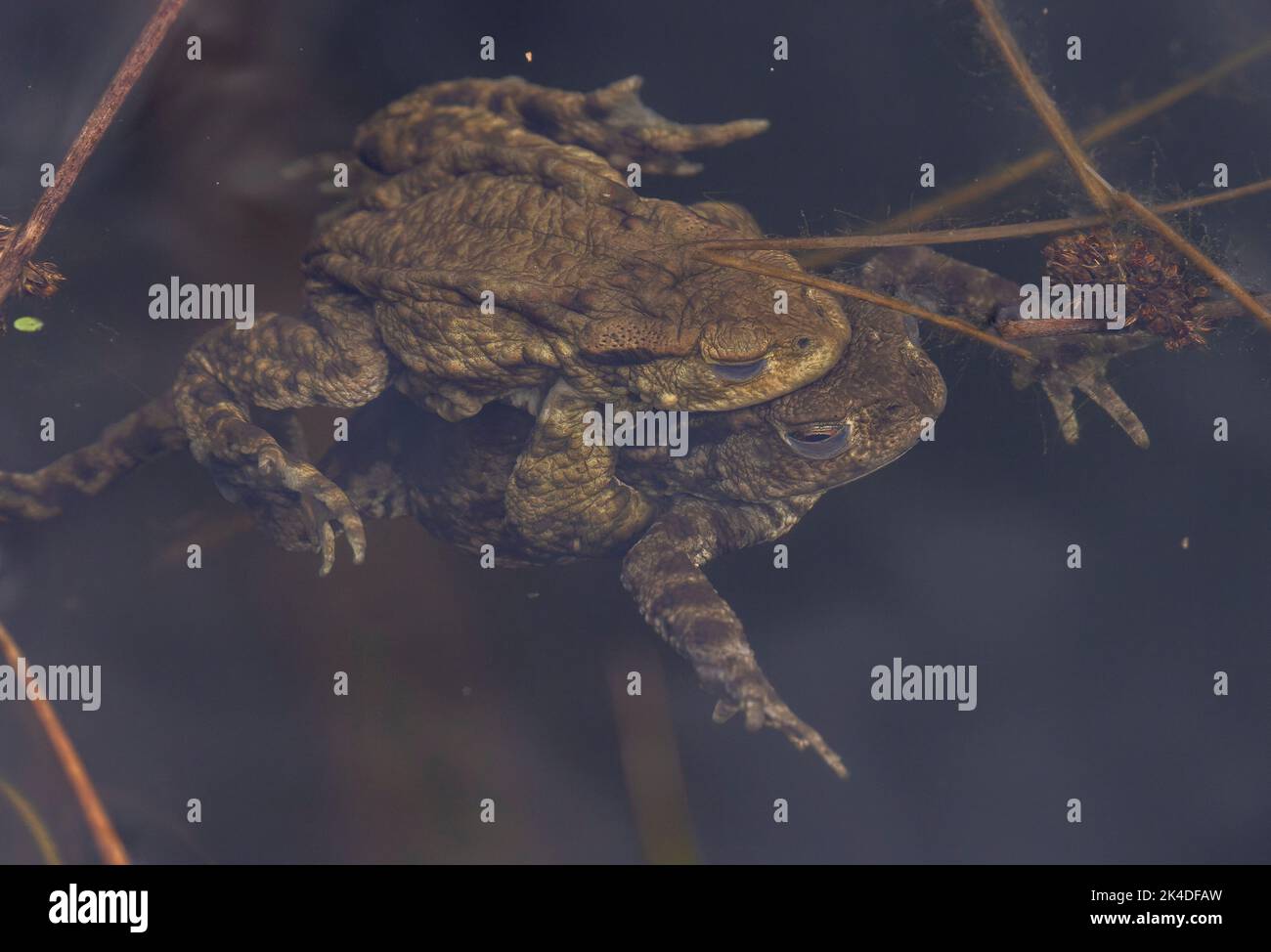 Mating Common toads, at breeding pond in early spring Stock Photo - Alamy
