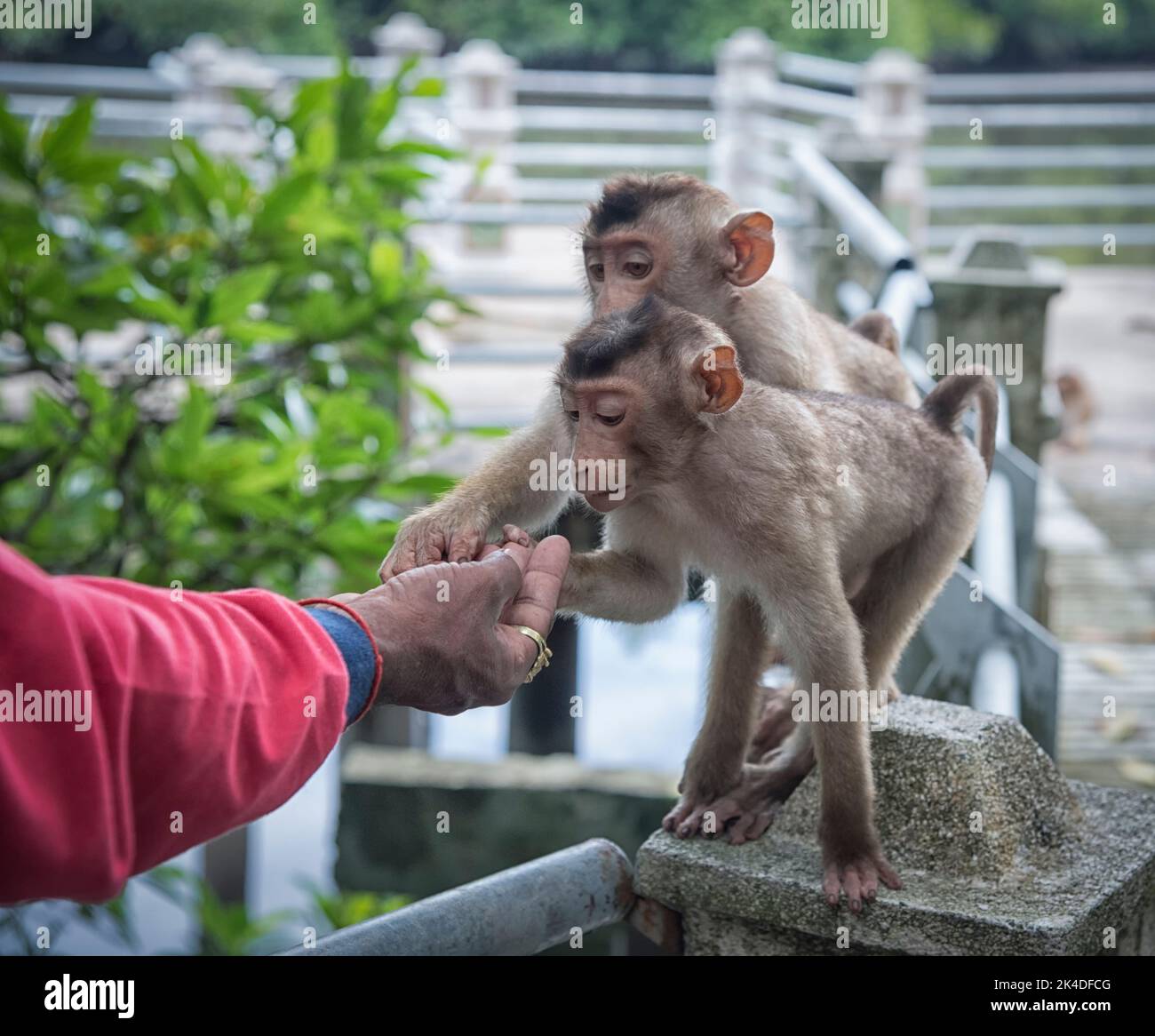 monkey activity the park Stock Photo - Alamy