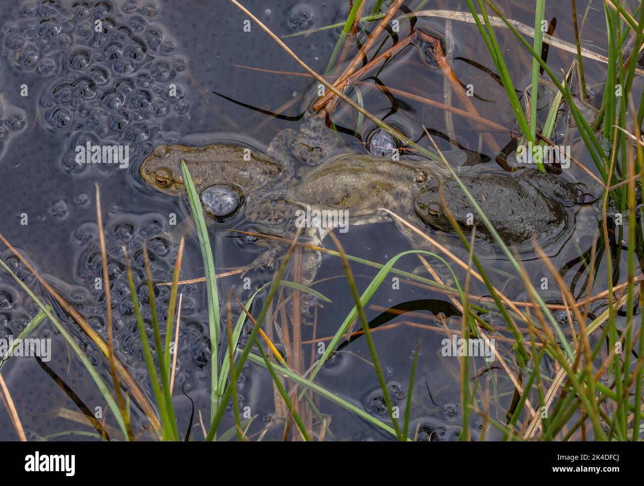 Common toads, Bufo bufo, in breeding pond in early spring, with ...