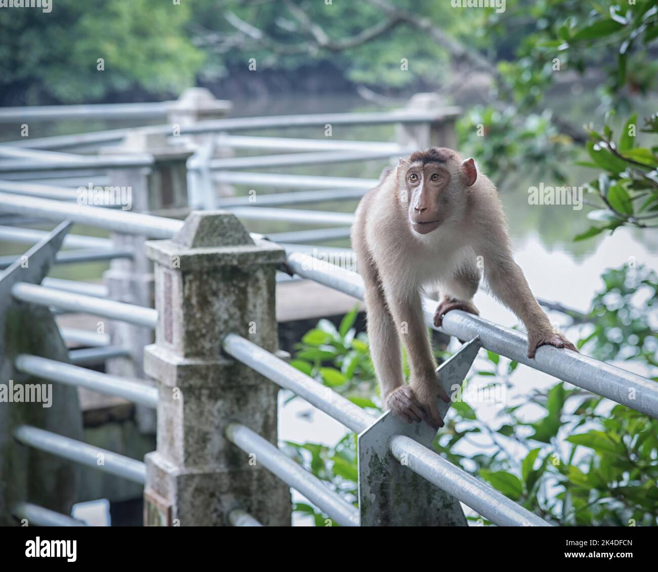 Monkey activity hi-res stock photography and images - Alamy
