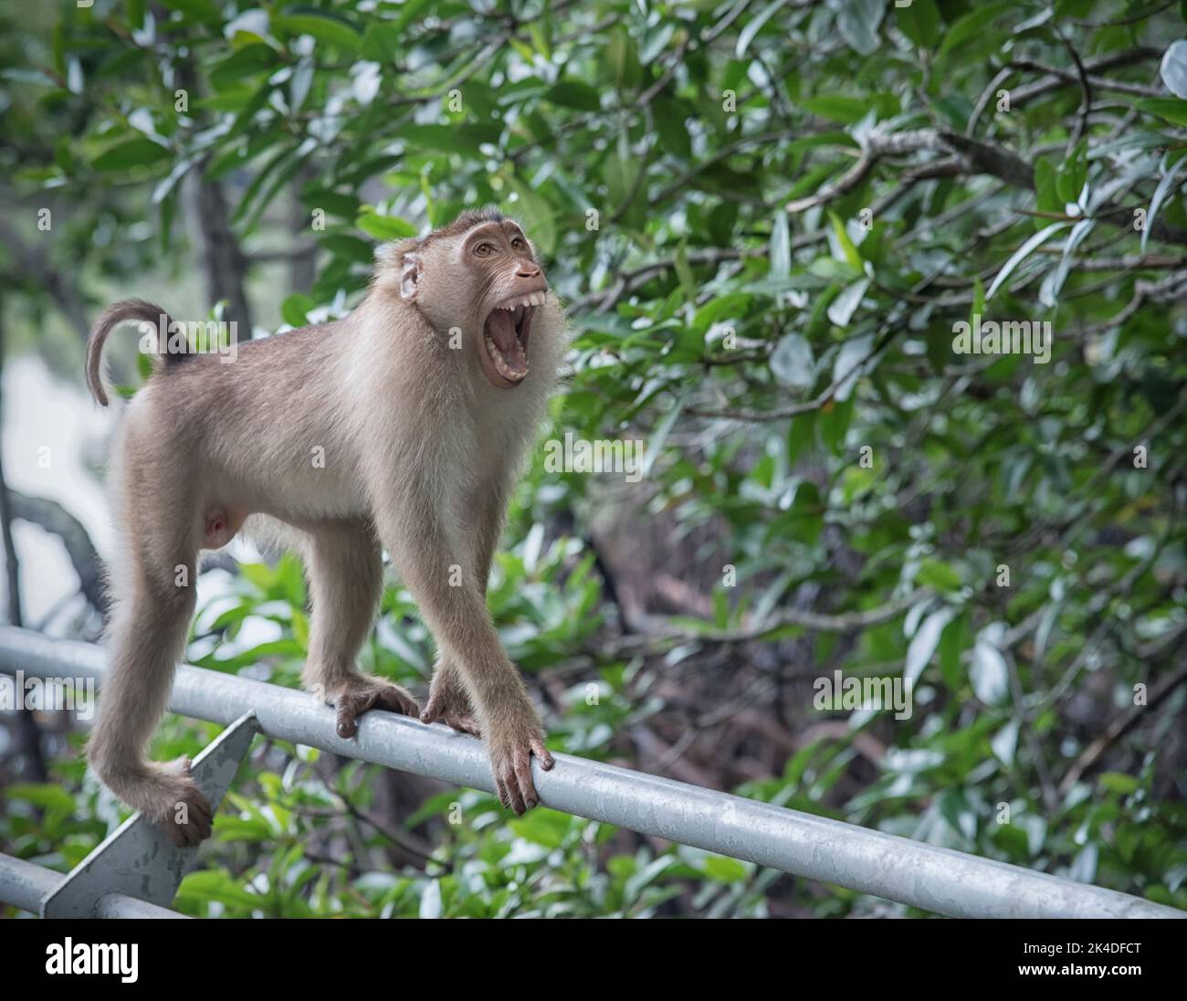 monkey activity the park Stock Photo - Alamy