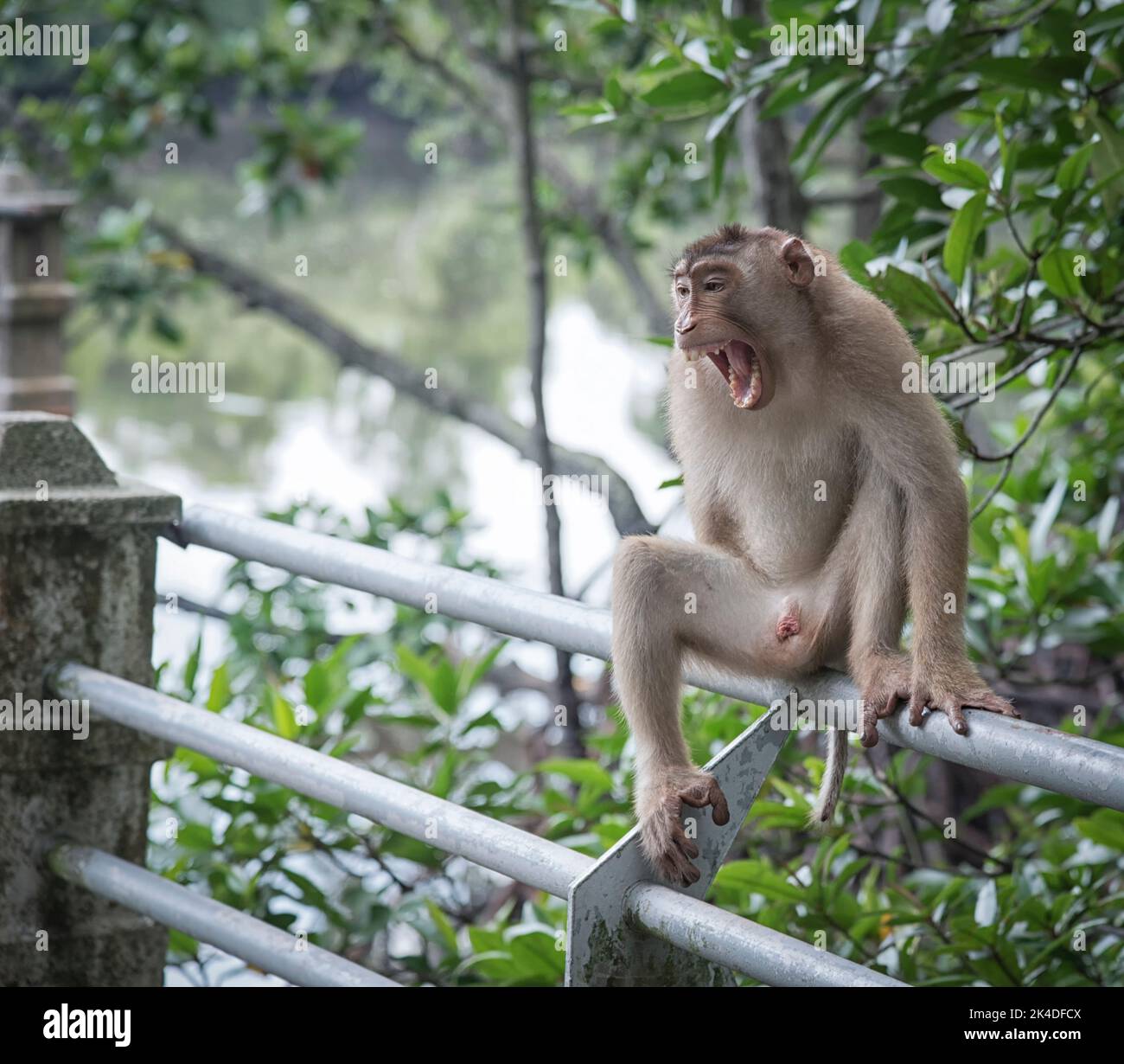 monkey activity the park Stock Photo - Alamy