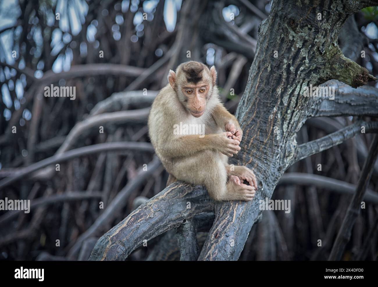 monkey activity the park Stock Photo - Alamy